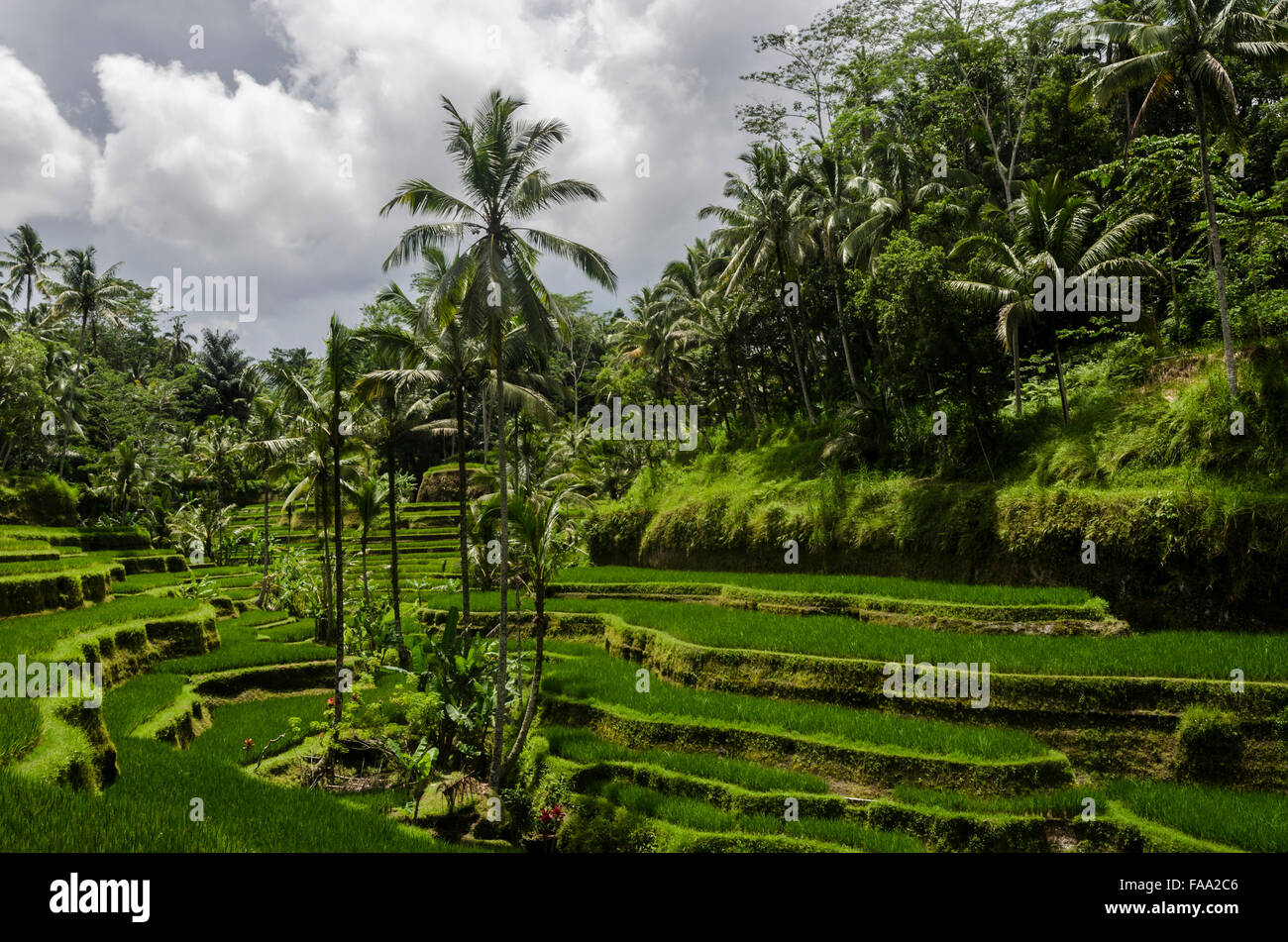 Tegalalang Rice Terrace in Ubud Stock Photo - Alamy