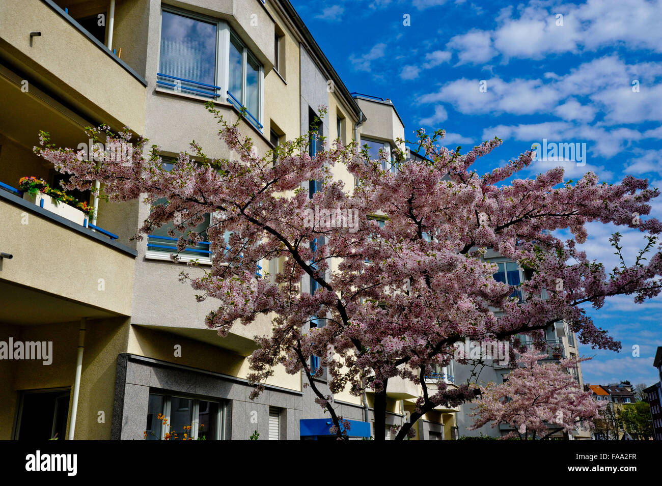 Blossoming tree in front of apartment building and sky background Stock ...