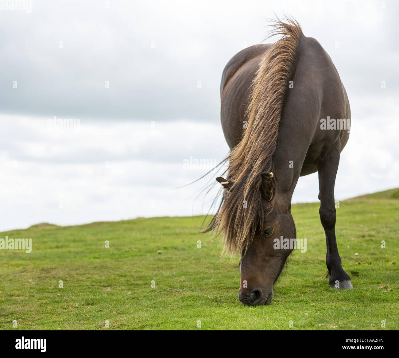 Native devon hi-res stock photography and images - Alamy