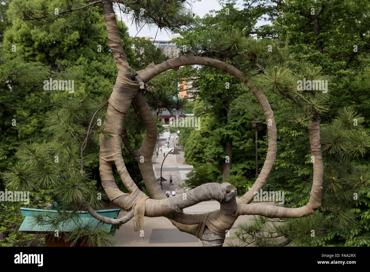 Tree, Kiyomizu Kannon Temple (Ueno Park), Taito City, Tokyo, Japan ...