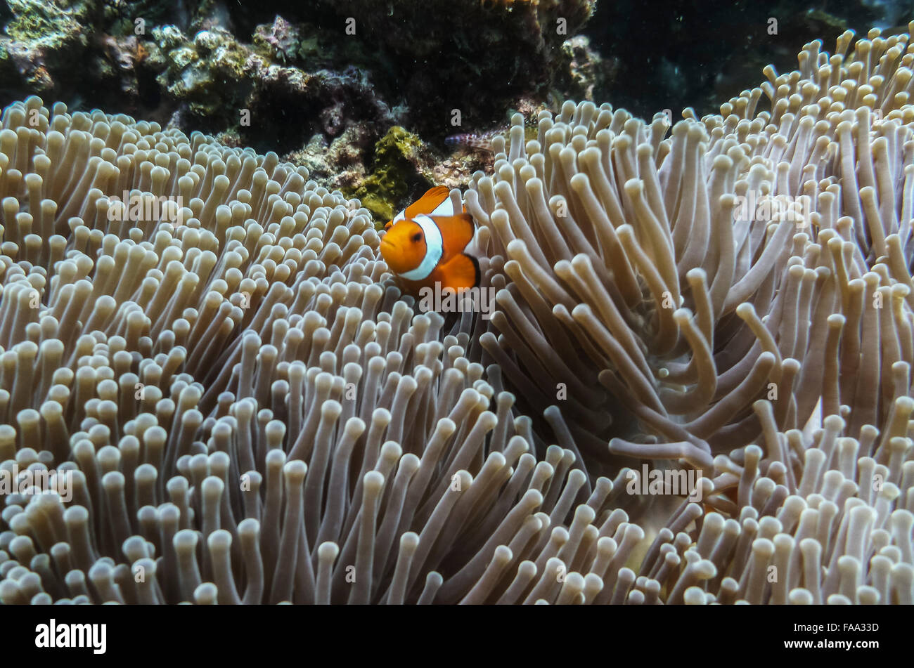 clown fish in anemone Stock Photo - Alamy