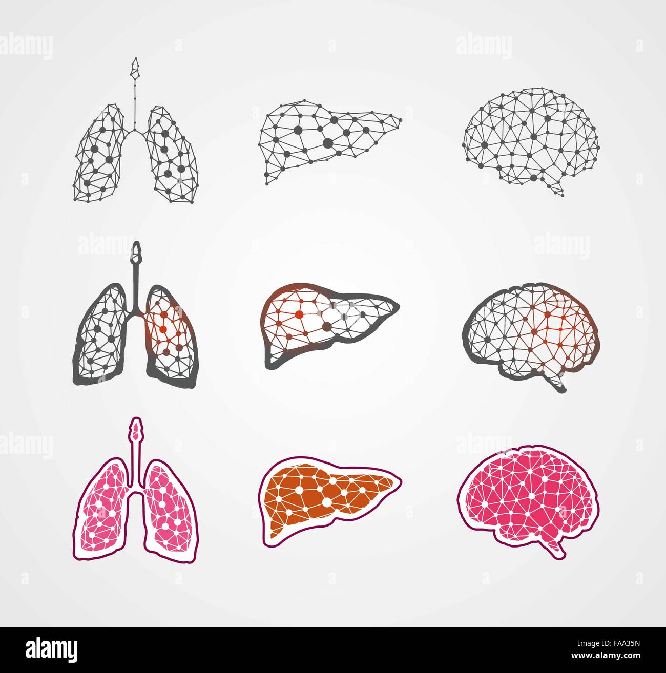 Human liver low poly Stock Vector Images - Alamy