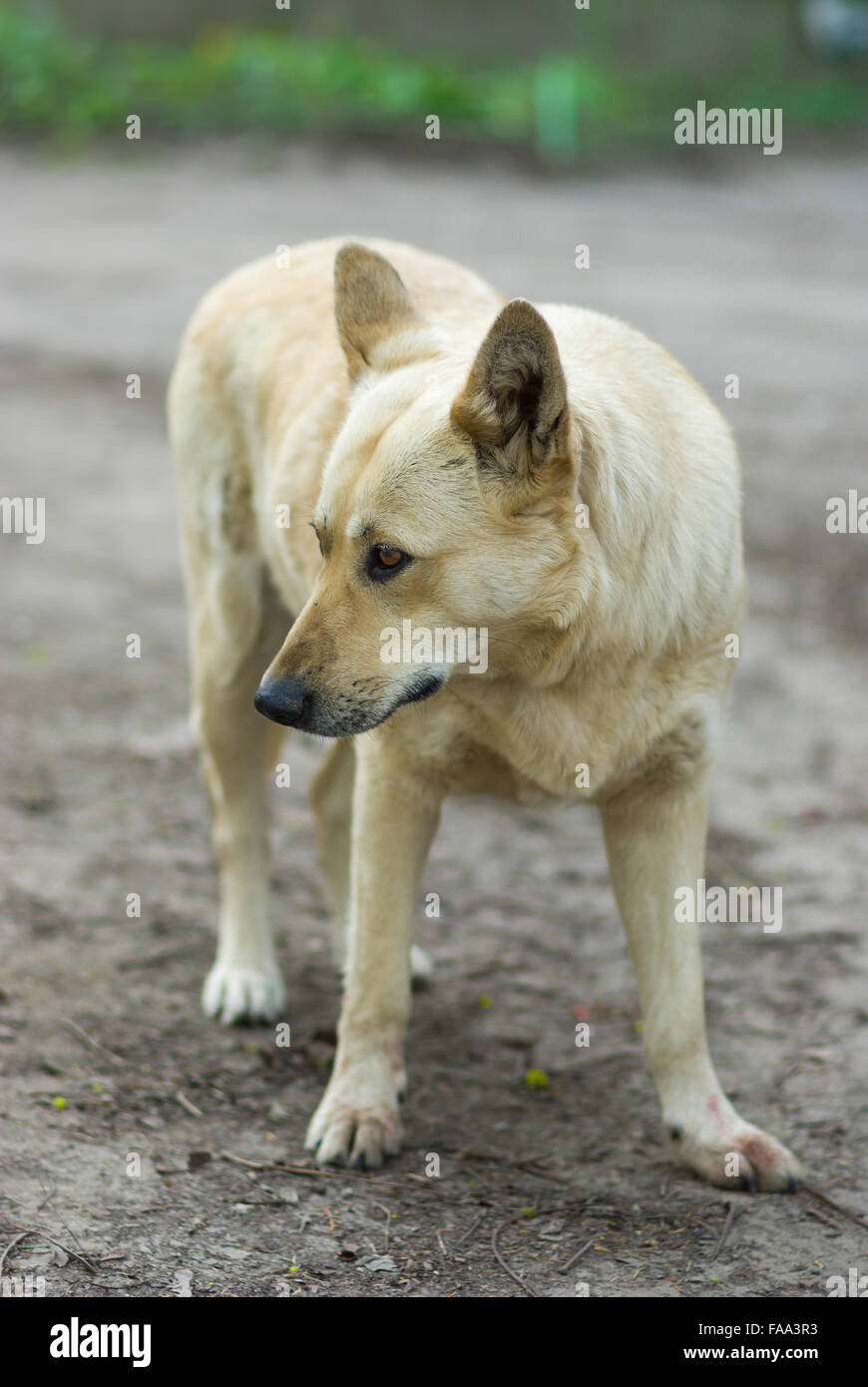 Street dog attack hi-res stock photography and images - Alamy