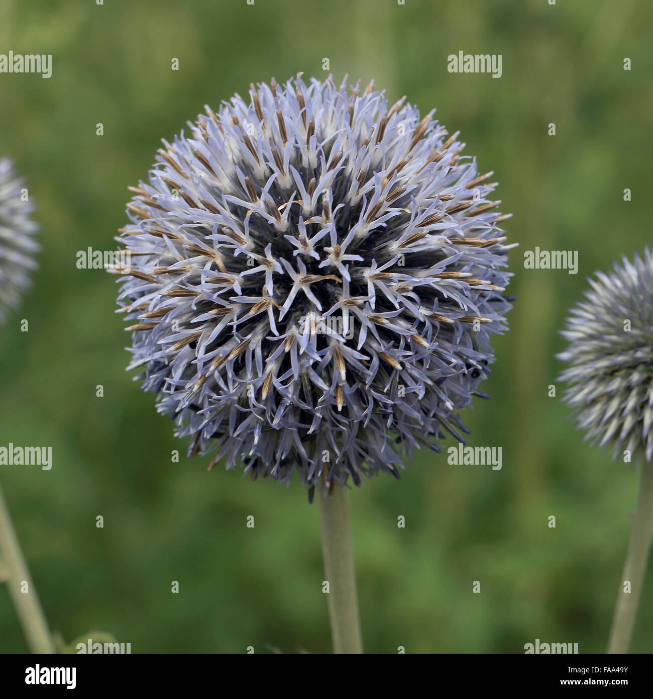 Single echinops hi-res stock photography and images - Alamy
