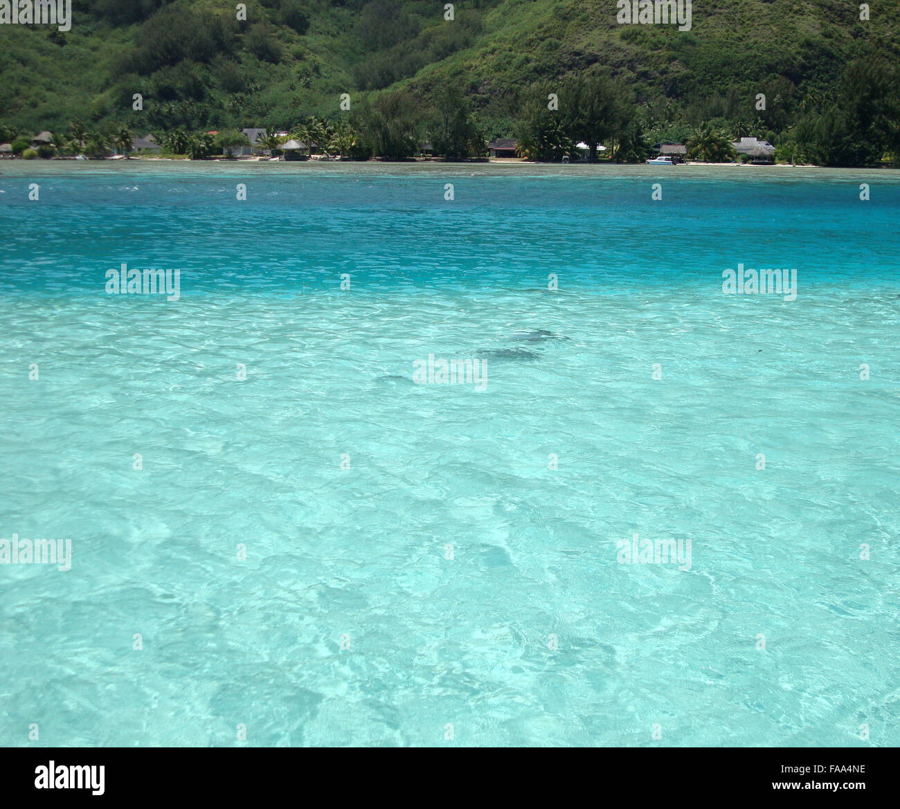 Moorea lagoon coral reef hi-res stock photography and images - Alamy