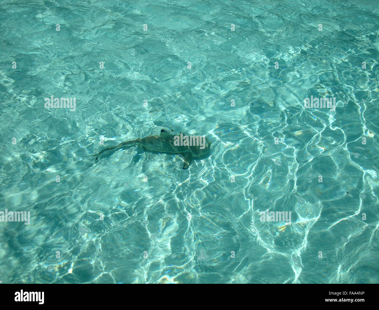 Blacktip reef sharks in the lagoon of Moorea, French Polynesia Stock ...