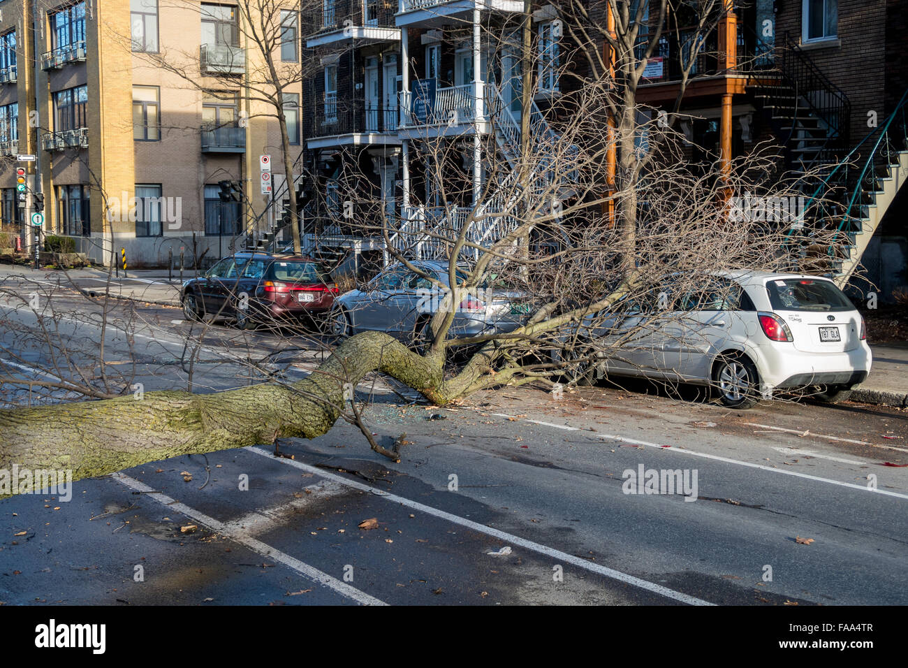 Car trees accident crushed hi-res stock photography and images - Alamy