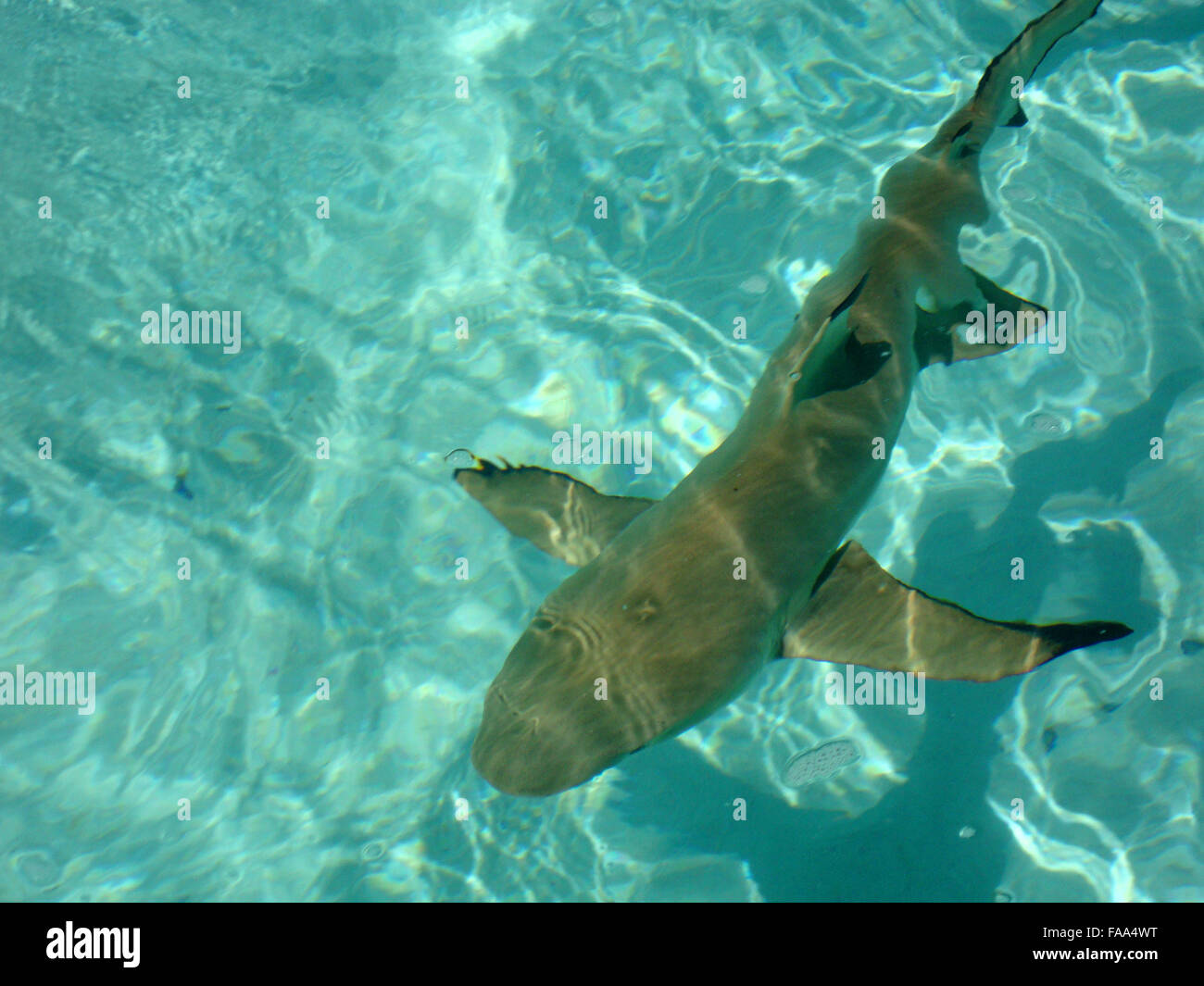 Blacktip reef sharks in the lagoon of Moorea, French Polynesia Stock ...