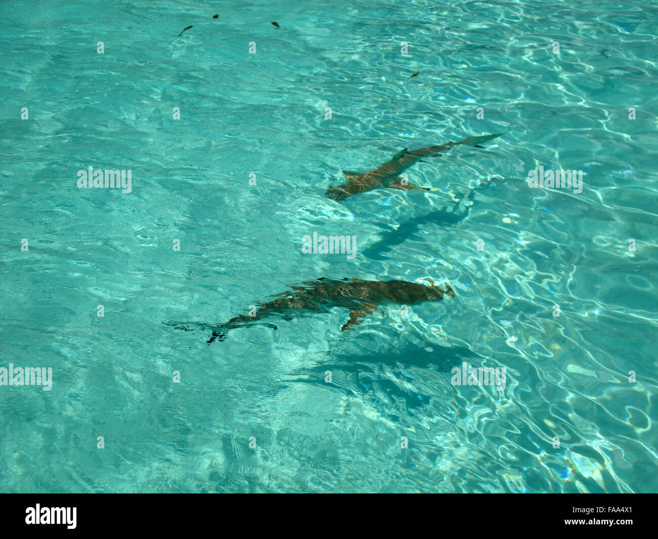 Blacktip reef sharks in the lagoon of Moorea, French Polynesia Stock ...