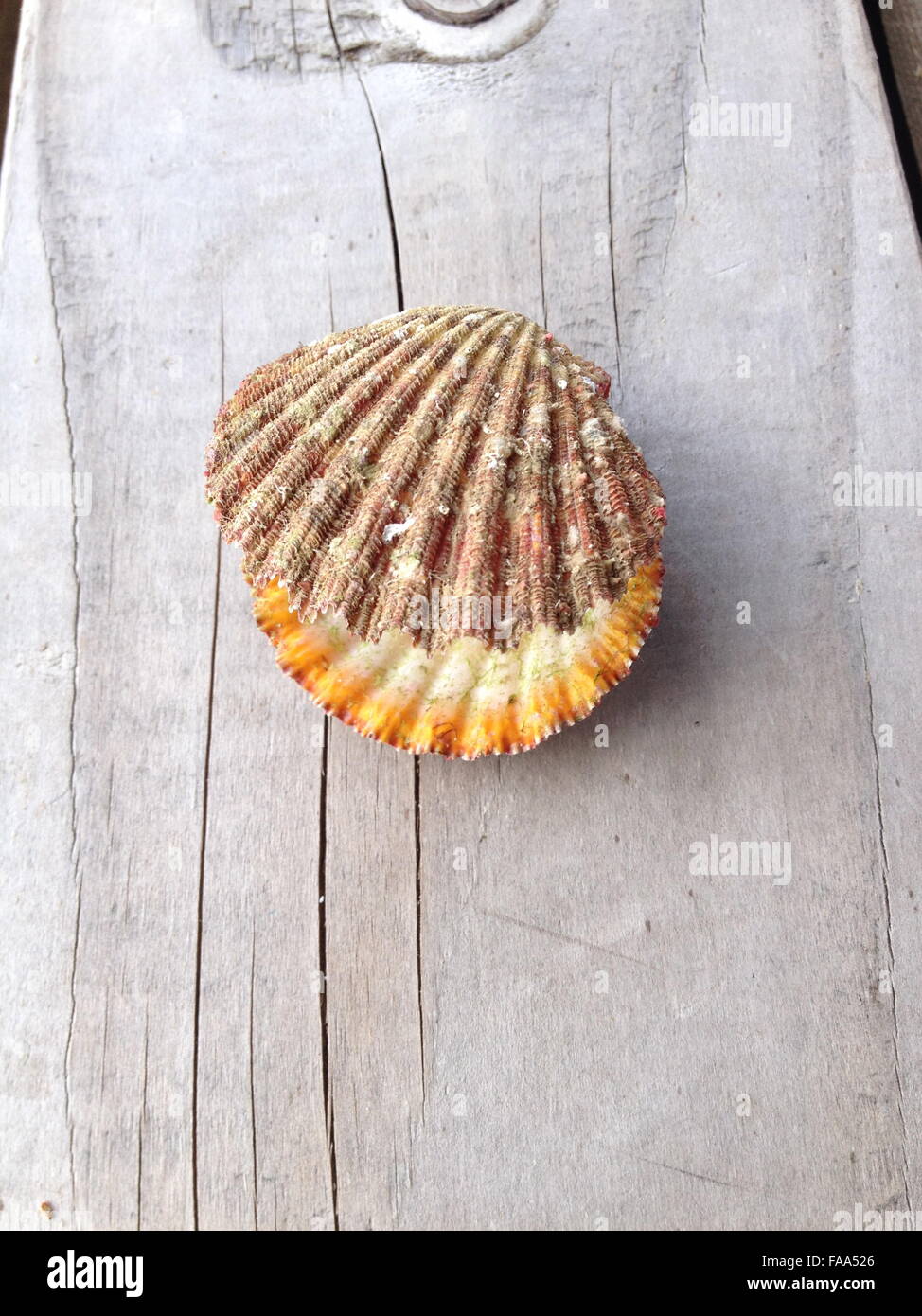 Shell on the dock of Paopao in Cook's Bay, Moorea, French Polynesia ...