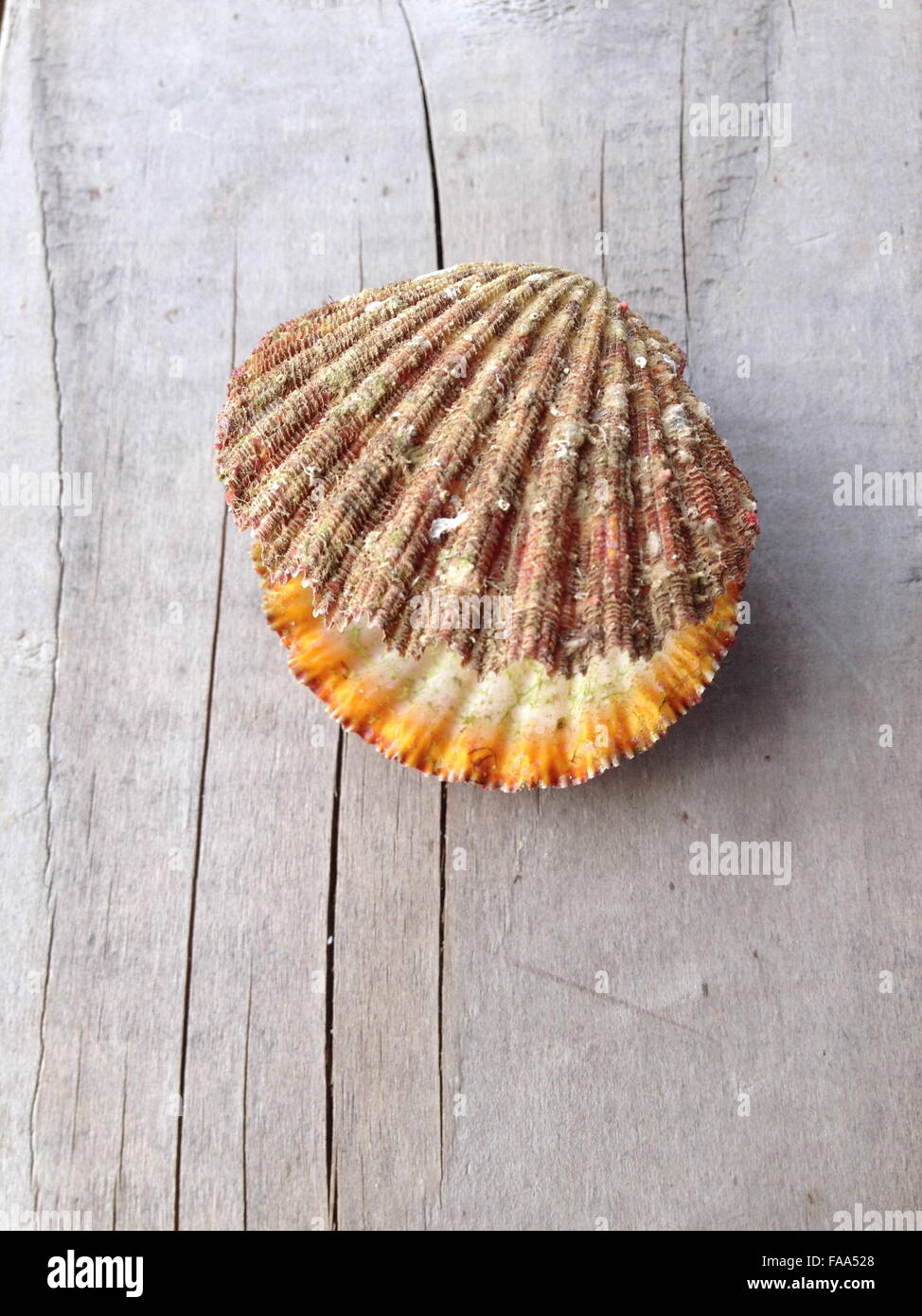 Shell on the dock of Paopao in Cook's Bay, Moorea, French Polynesia ...