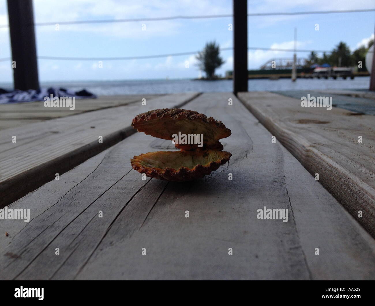 Shell on the dock of Paopao in Cook's Bay, Moorea, French Polynesia ...