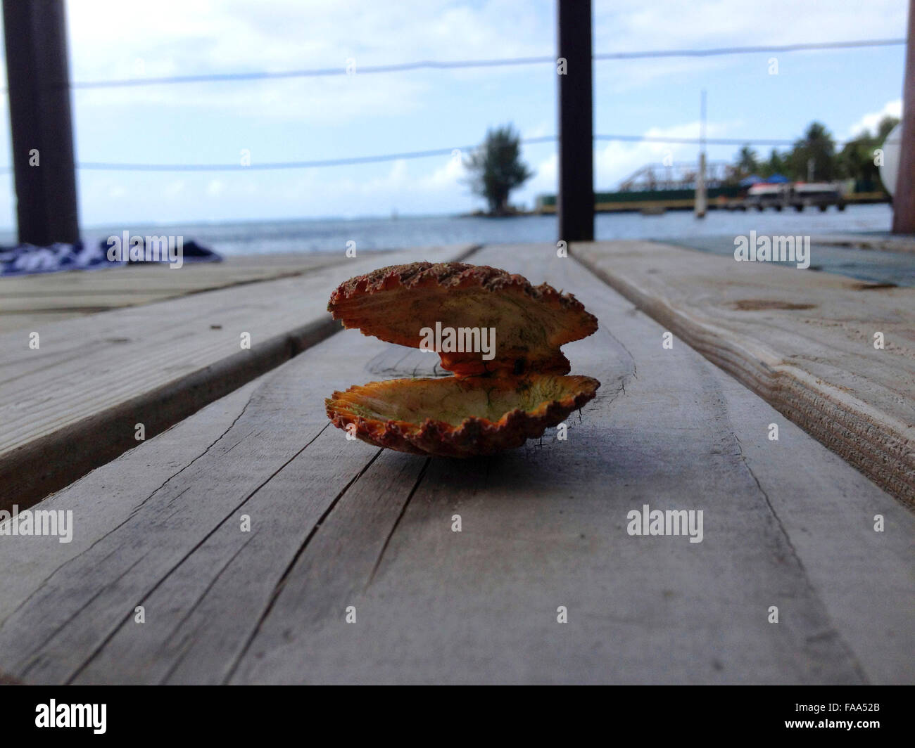 Shell on the dock of Paopao in Cook's Bay, Moorea, French Polynesia ...