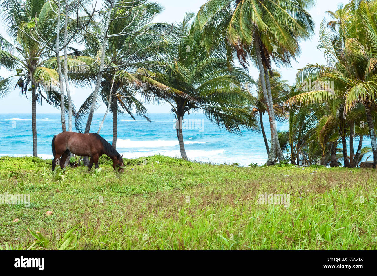 White horse wave hi-res stock photography and images - Alamy