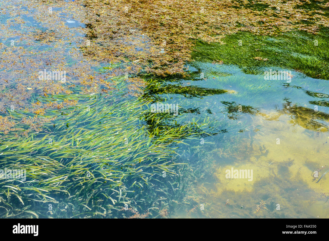 Sargasso seaweed of Caye Caulker island in Belize Stock Photo - Alamy
