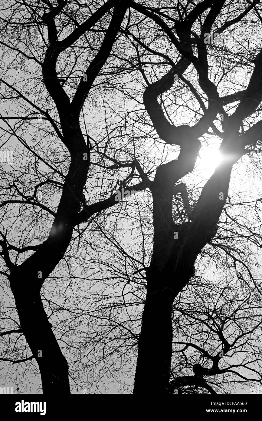 Tree mosaic Black and White Stock Photos & Images - Alamy