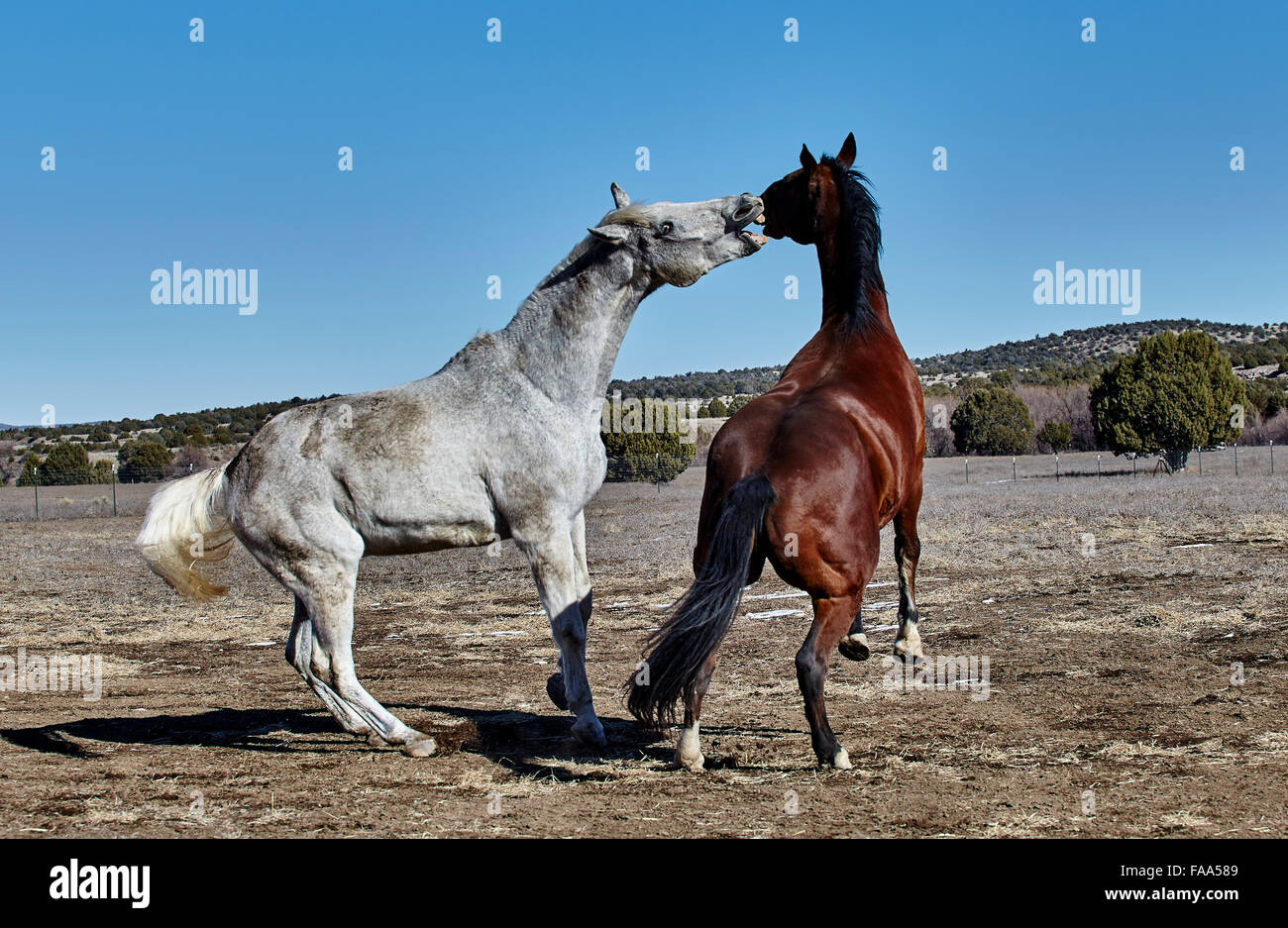 Rearing andalusian horse hi-res stock photography and images - Alamy