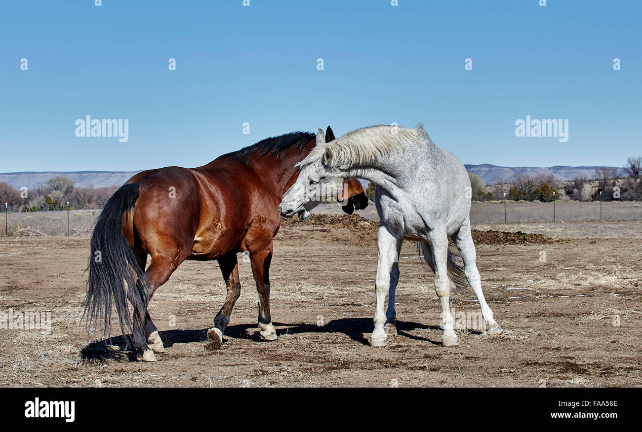 Two horses getting ready to bite each other showing teeth Stock Photo ...