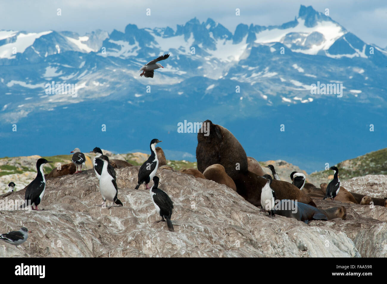 American beagle hi-res stock photography and images - Alamy
