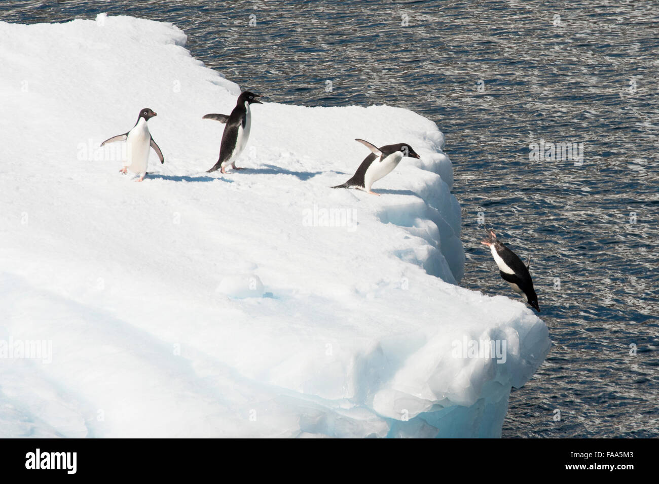 Penguins iceberg not gentoo hi-res stock photography and images - Alamy