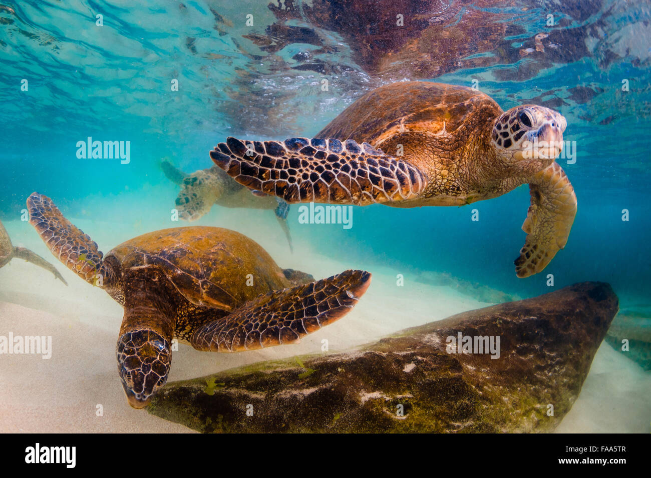 Hawaiian Green Sea Turtle cruising in the warm waters of the Pacific ...