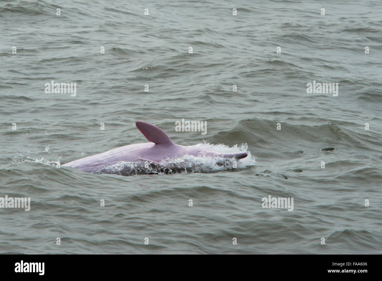 Indo-Pacific Humpback Dolphin (Sousa chinensis), catching small fish ...