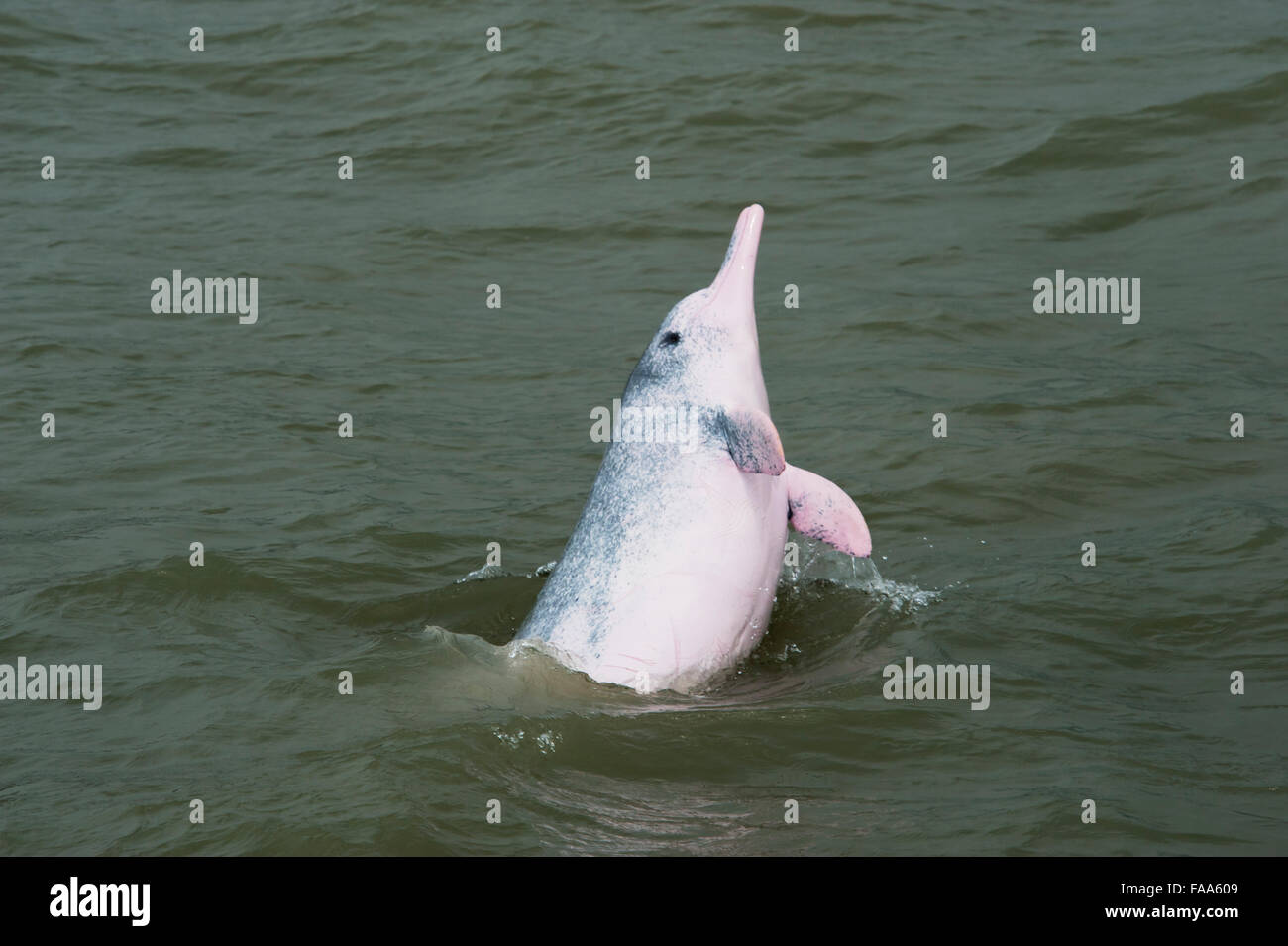 Female Indo-Pacific Humpback Dolphin (Sousa chinensis), breaching. Hong ...