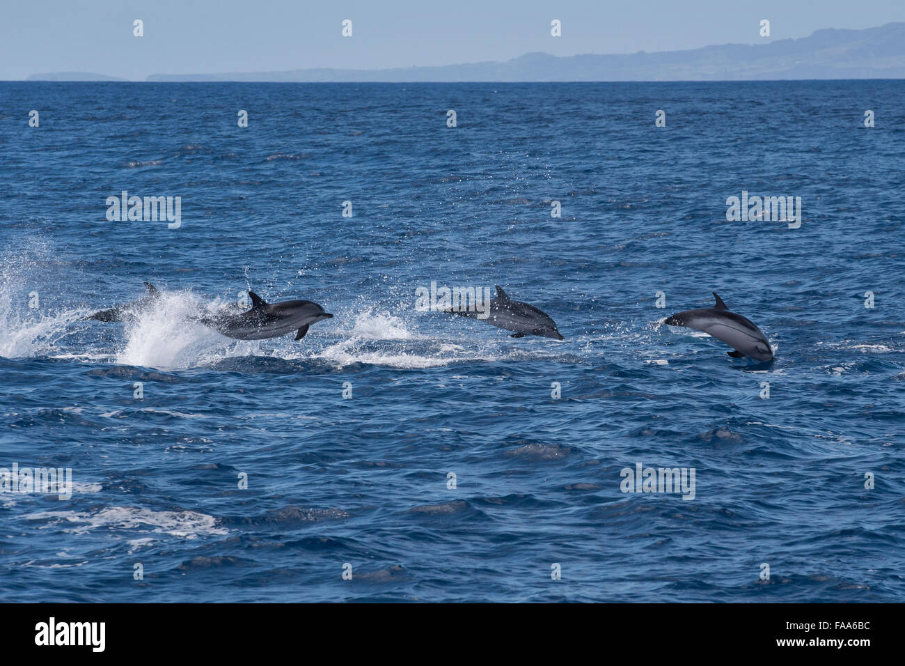 Striped Dolphin, Stenella coeruleoalba, group of Dolphin porpoising ...