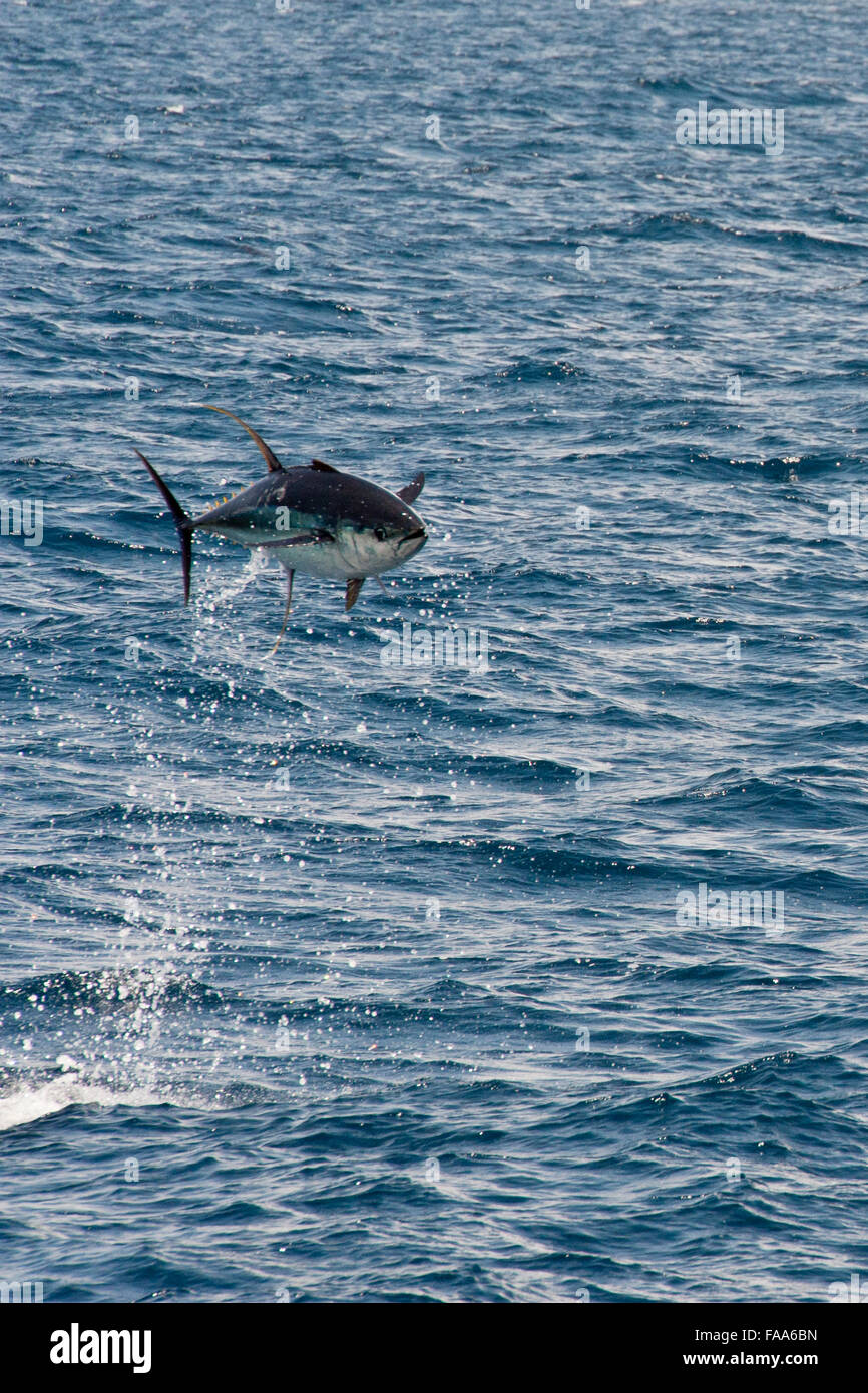 Yellowfin Tuna Jumping