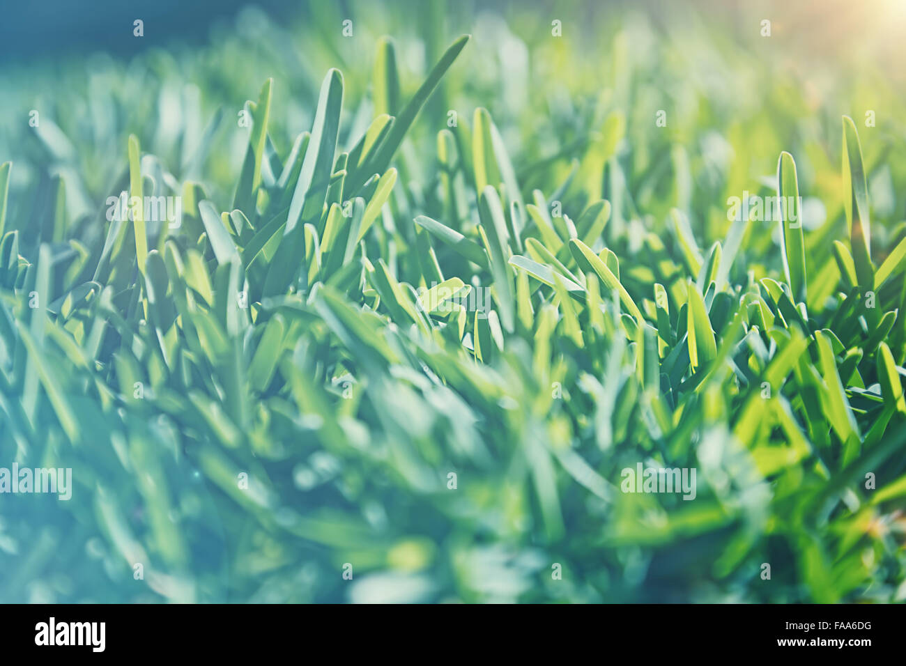 Vintage style background, cinematic look photo of a green grass field ...