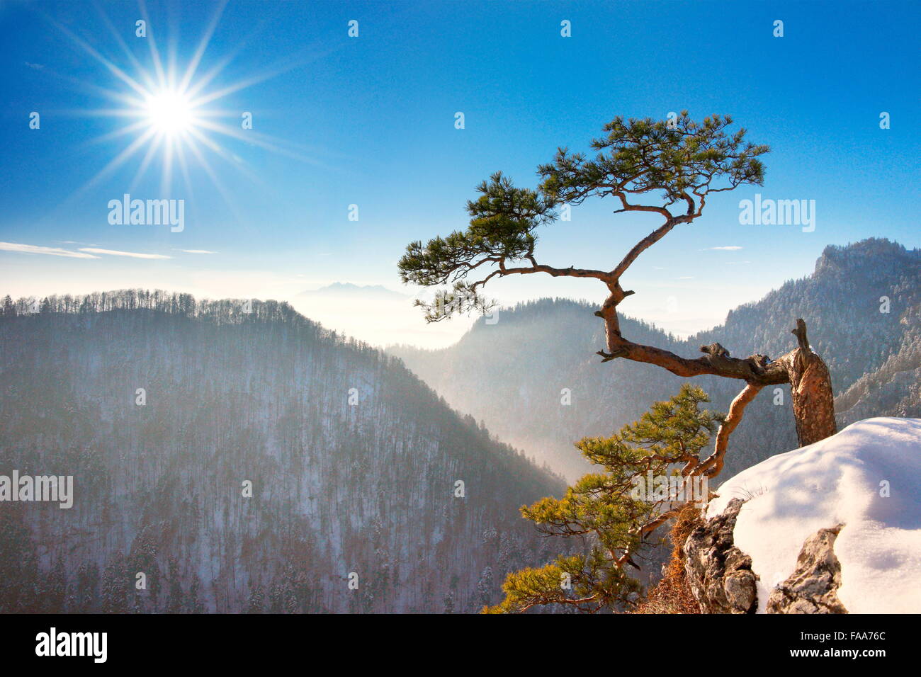 Alone single Pine Tree at Sokolica cliff, Pieniny National Park, Poland ...