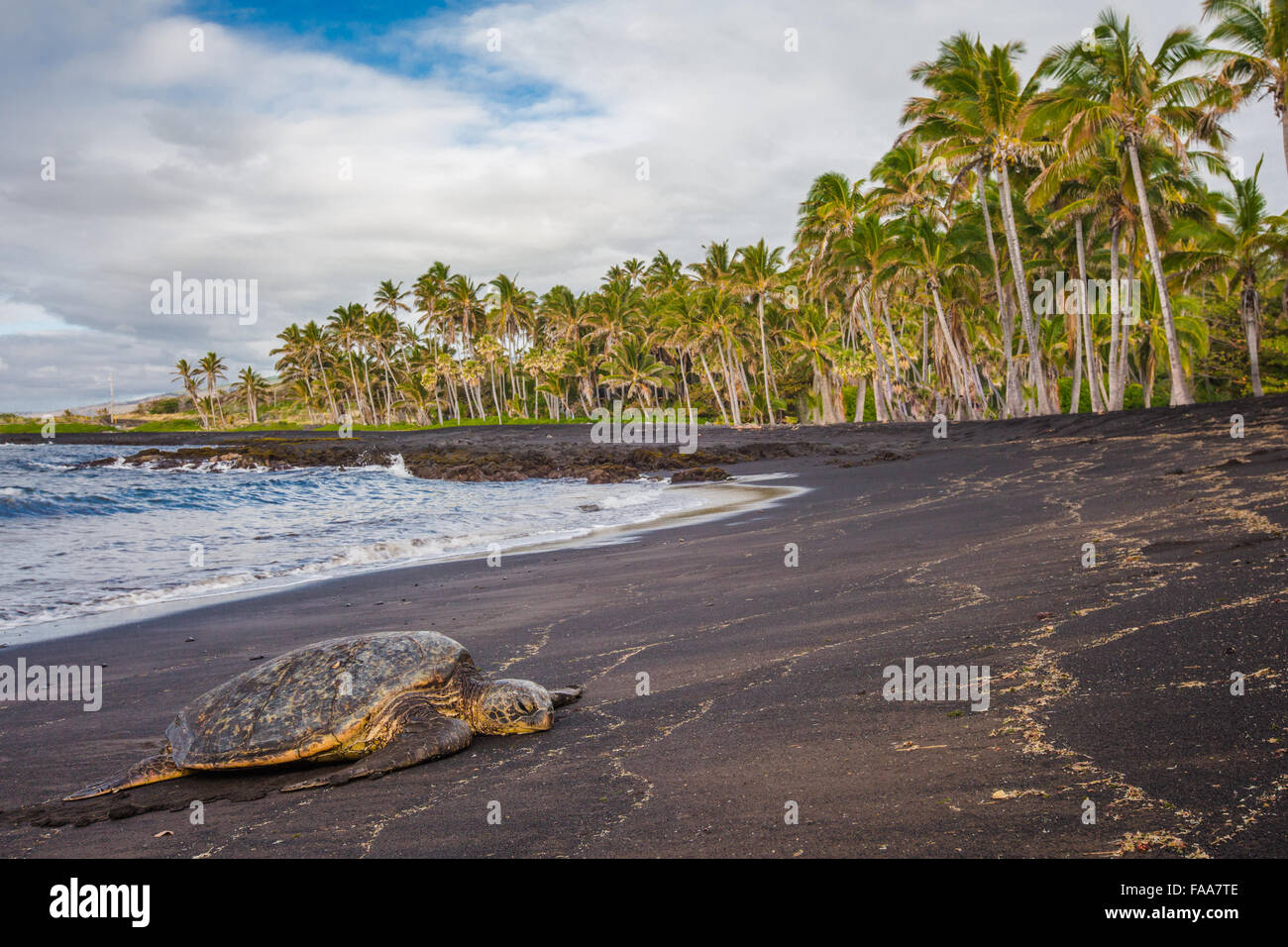 Green sea turtle black sand hi-res stock photography and images - Alamy