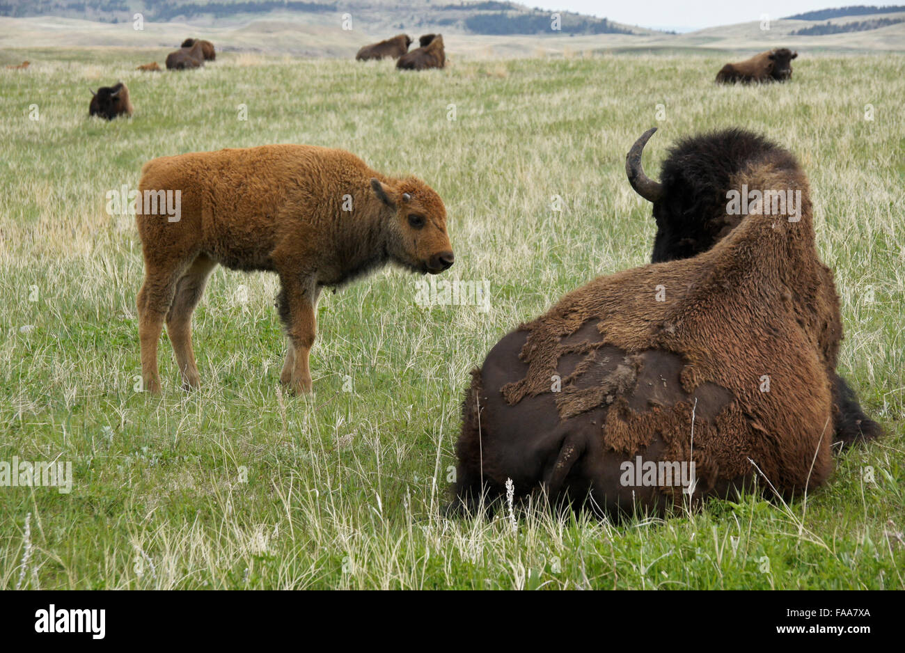 North American bison and calf, Custer State Park, Black Hills of South ...