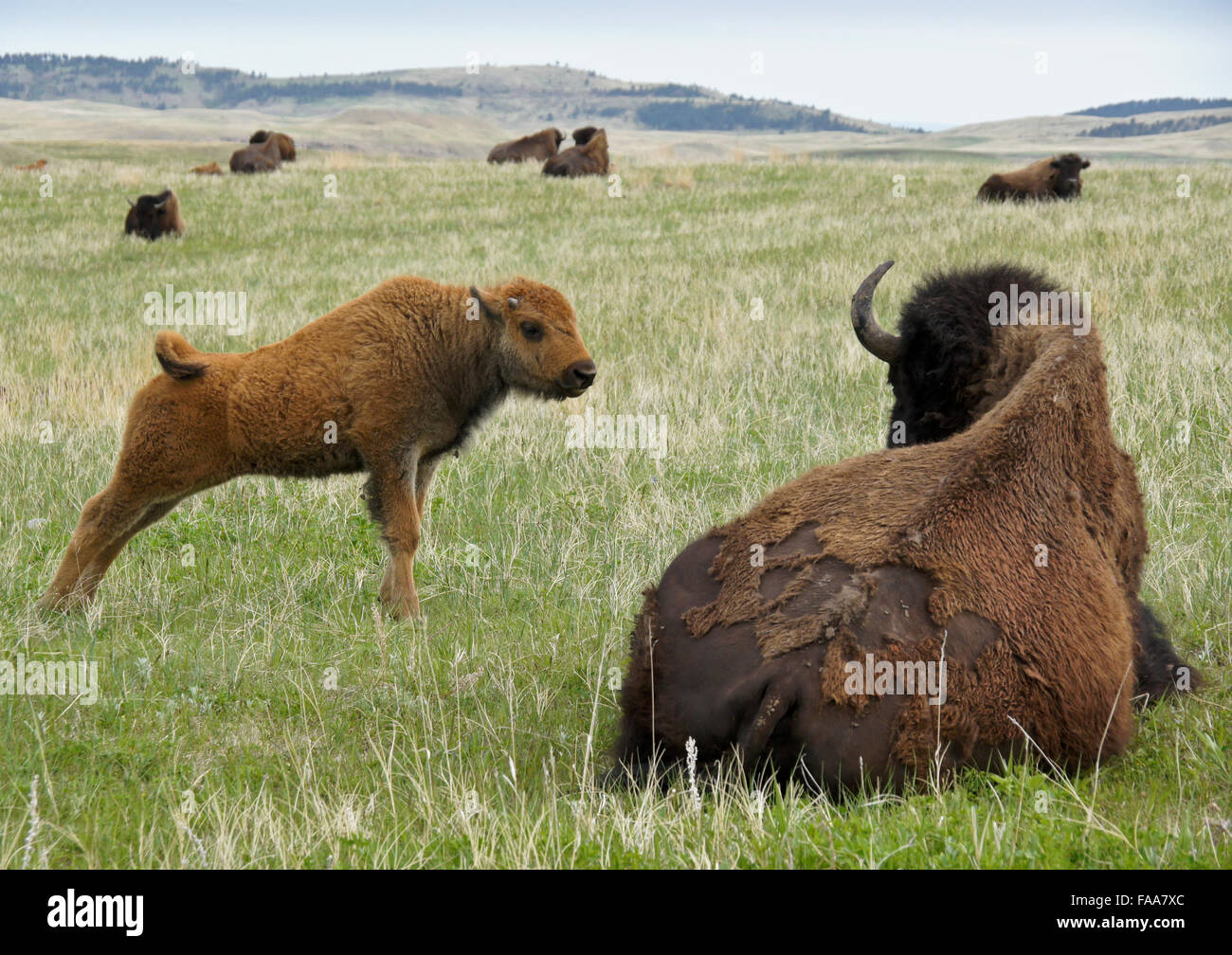 North American Bison