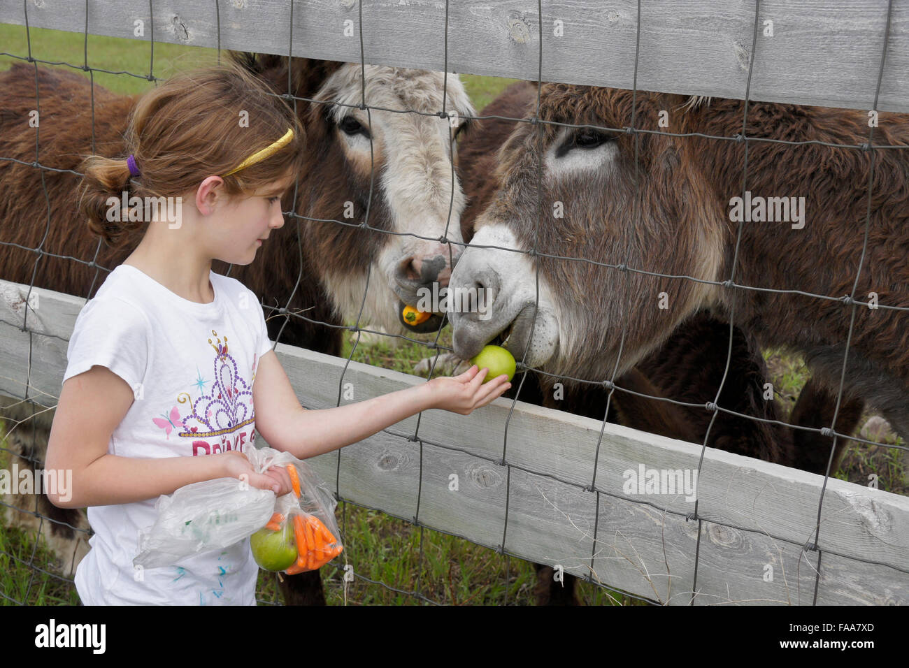 Young girl feeding wild burros, Custer State Park, Black Hills of South ...