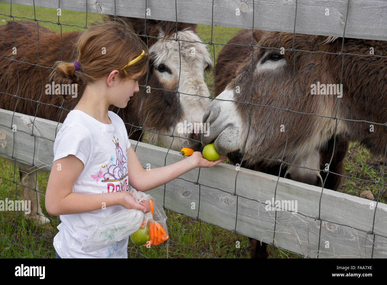 Young girl feeding wild burros, Custer State Park, Black Hills of South ...