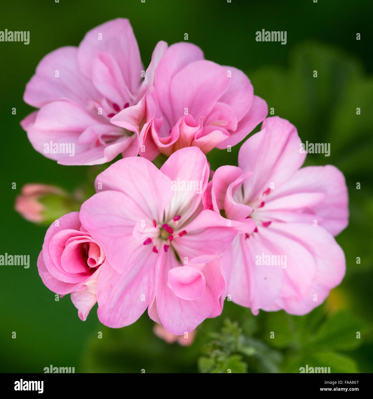 Beautiful Hawaiian Flower Stock Photo - Alamy