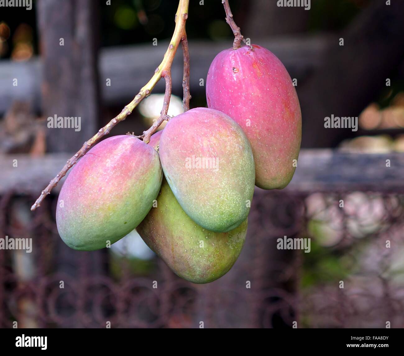 Mango irwin hi-res stock photography and images - Alamy