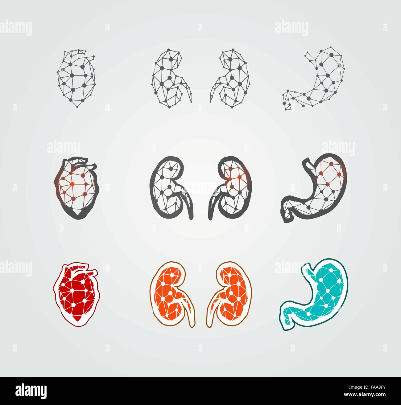Low poly human stomach Stock Vector Images - Alamy