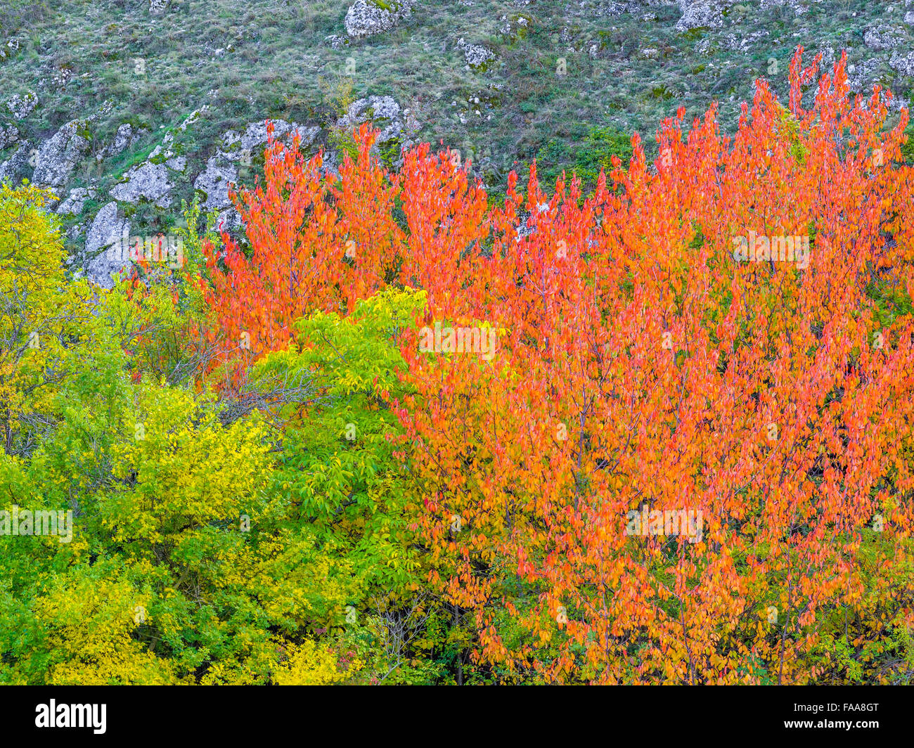 fall color in Abruzzo, Italy Stock Photo - Alamy
