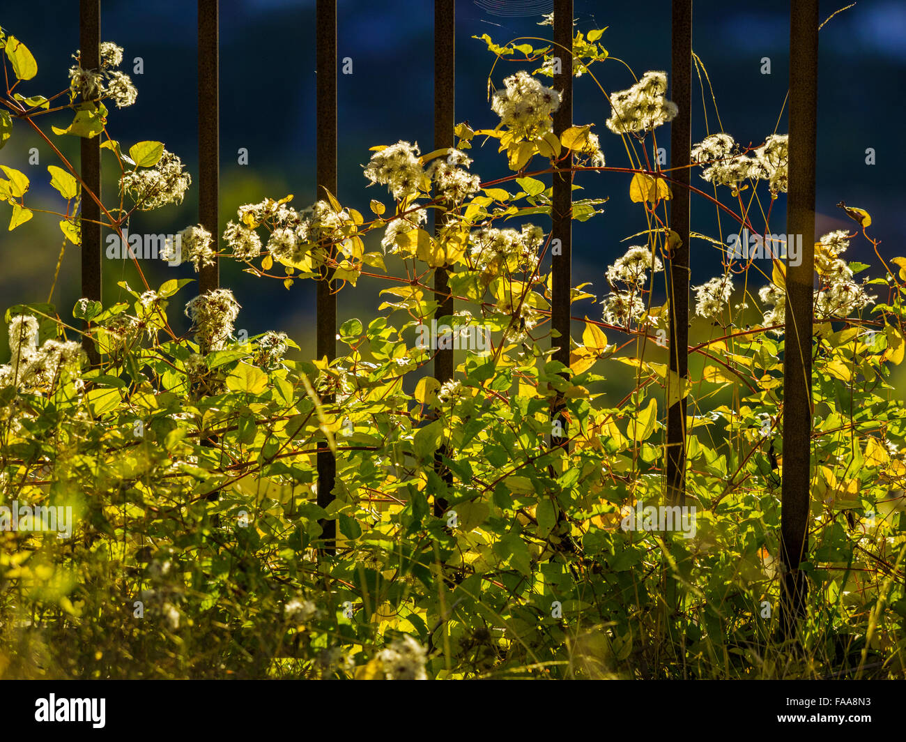 Fence in Abruzzo, Italy Stock Photo - Alamy