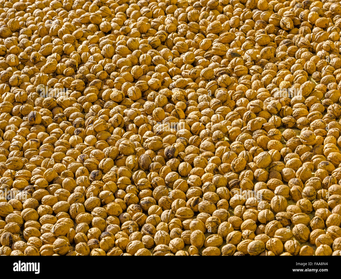 Drying walnuts in Abruzzo, Italy Stock Photo - Alamy