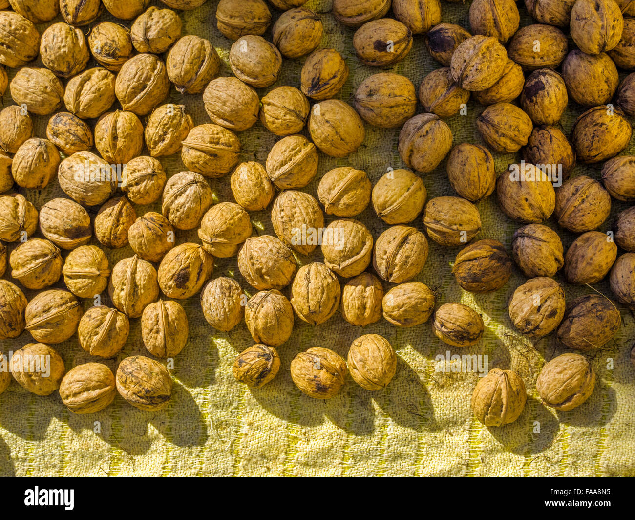 Drying walnuts in Abruzzo, Italy Stock Photo - Alamy