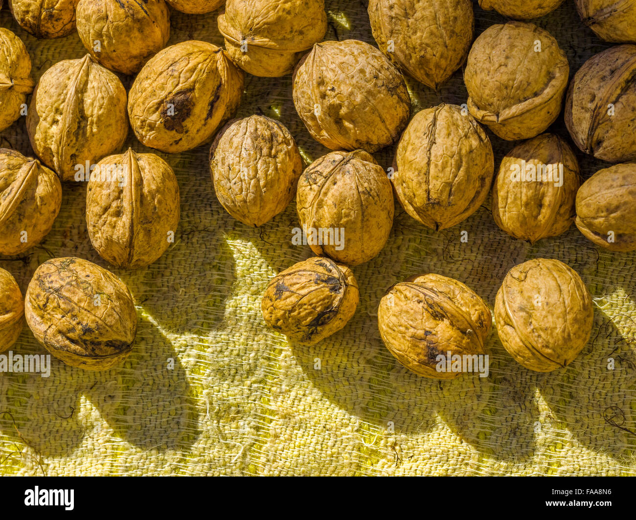 Drying walnuts in Abruzzo, Italy Stock Photo - Alamy