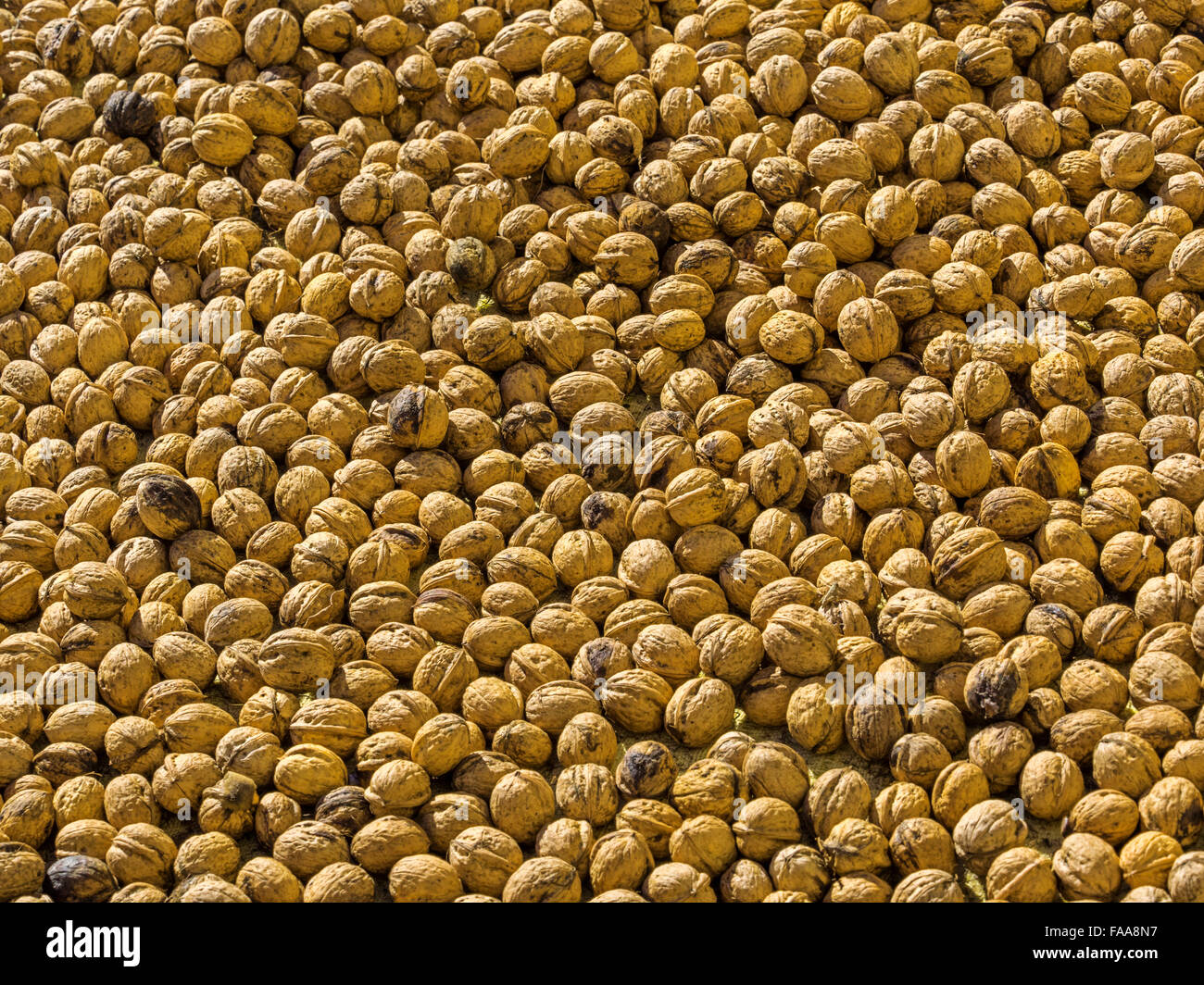 Drying walnuts in Abruzzo, Italy Stock Photo - Alamy