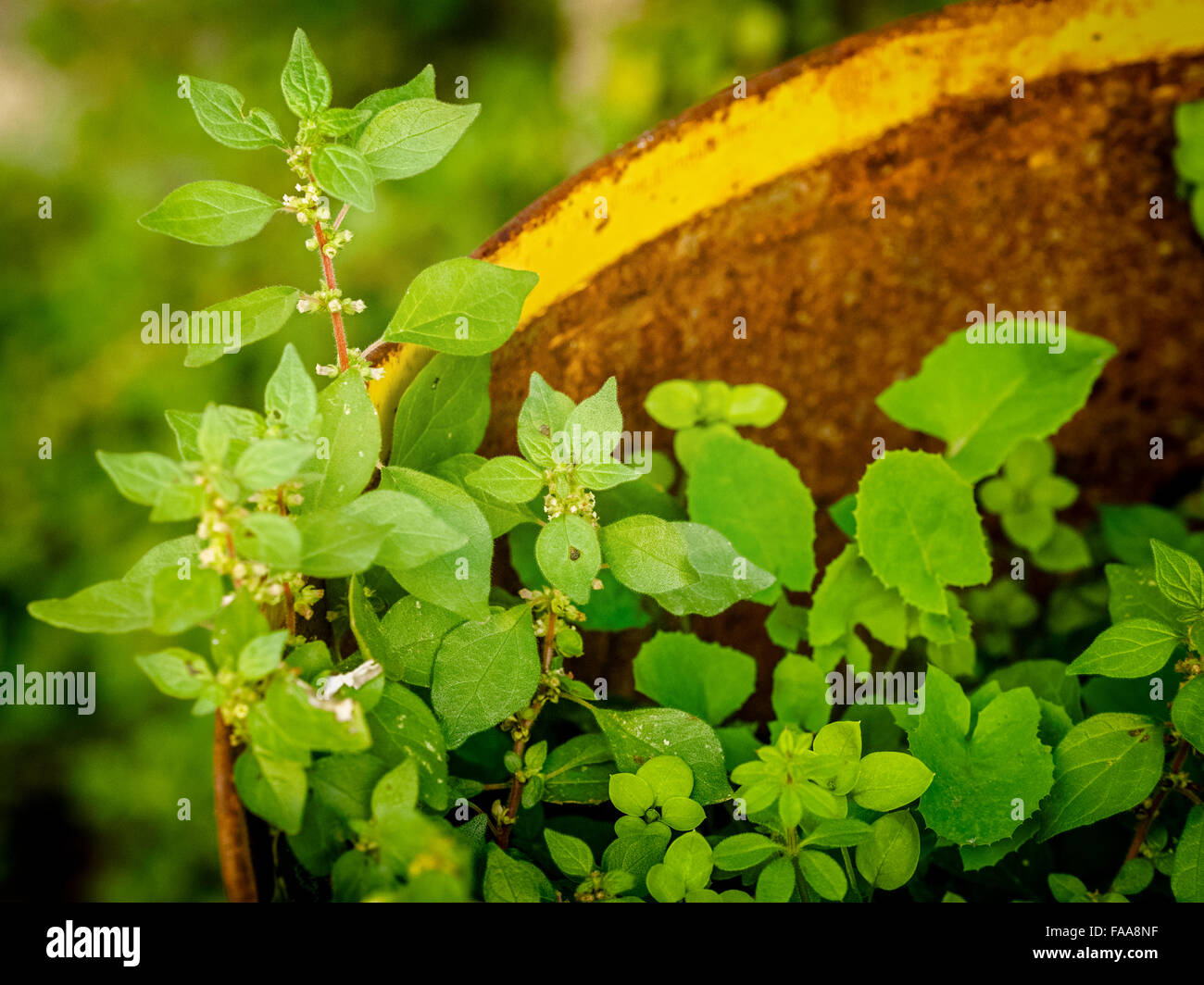 Rusted pot with weeds in Abruzzo, Italy Stock Photo - Alamy