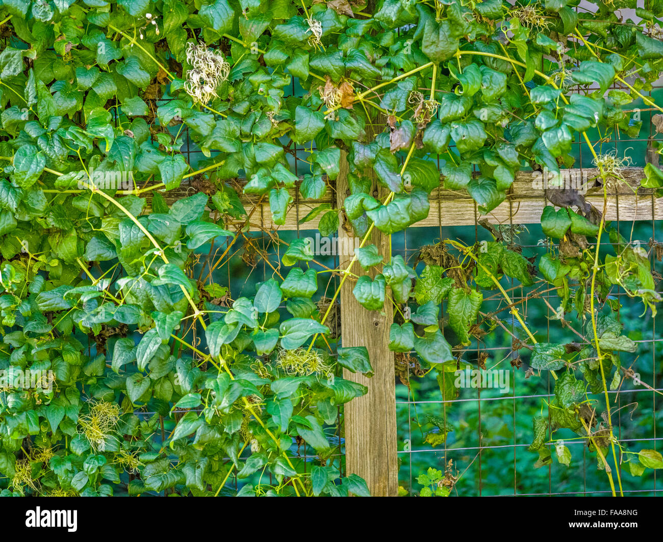 Wire fence and vines in Abruzzo, Italy Stock Photo - Alamy