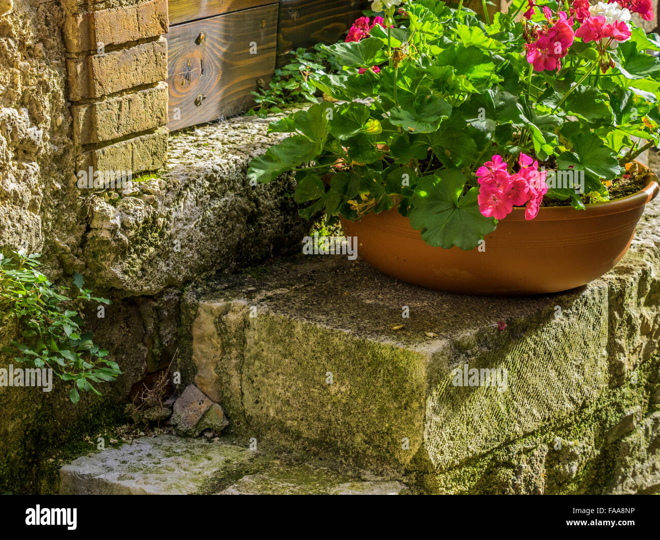 Flower pot on stone steps in Abruzzo, Italy Stock Photo - Alamy