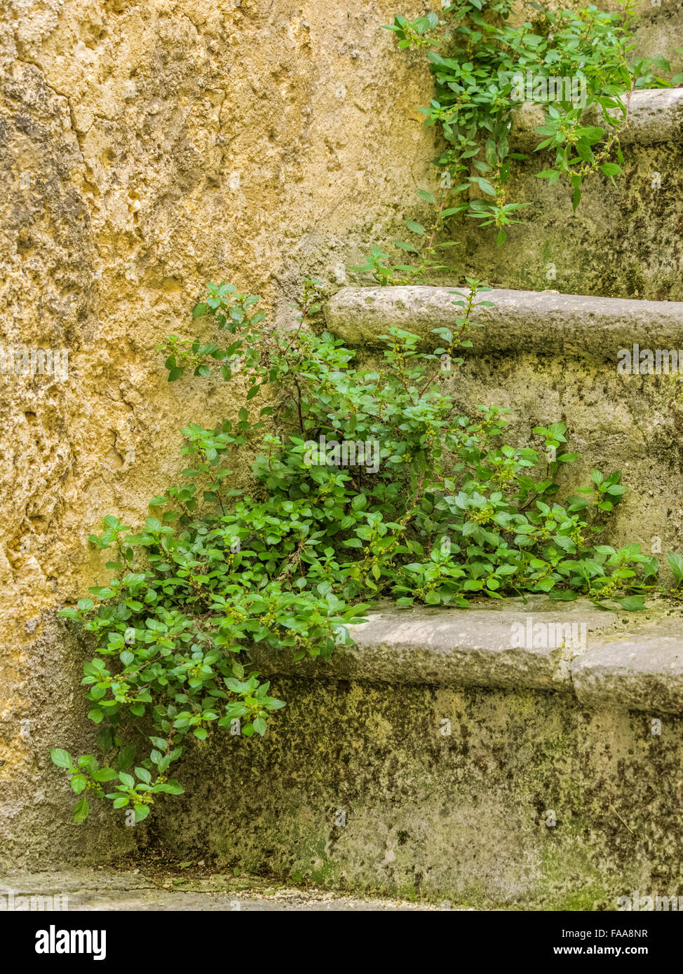 Worn stone steps in Abruzzo, Italy Stock Photo - Alamy