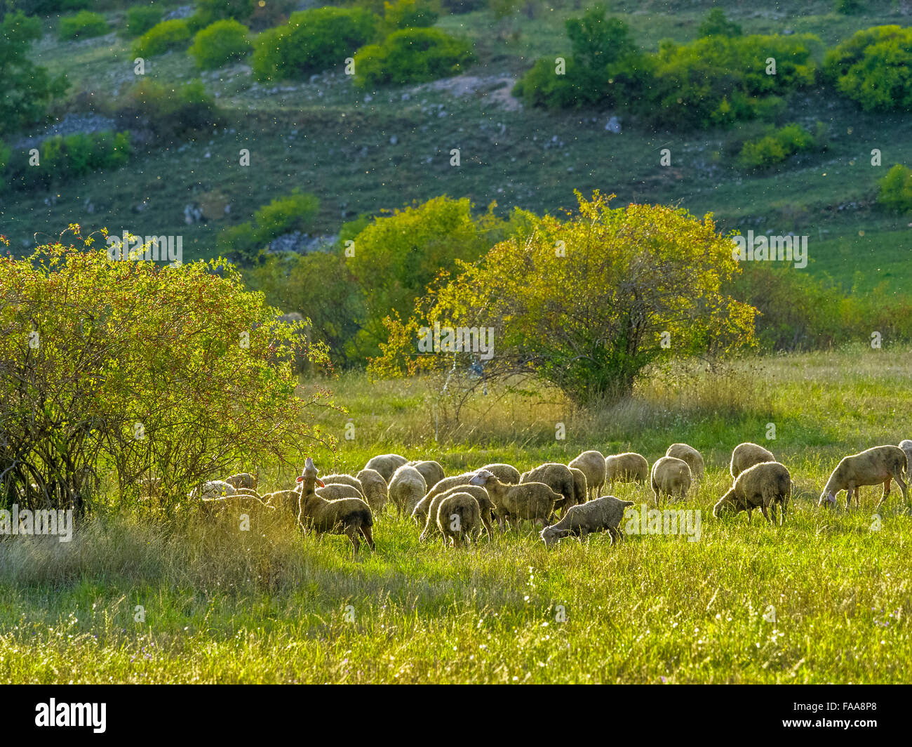 Sheep grazzing in Abruzzo, Italy Stock Photo - Alamy